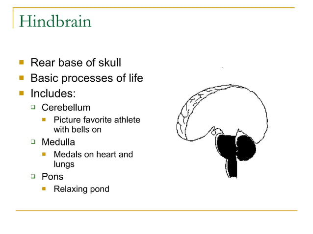Parts of the brain | PPT