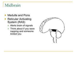 Parts of the brain | PPT