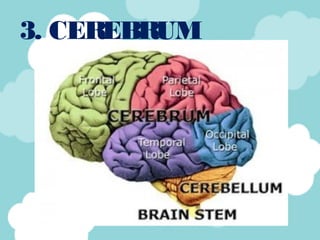 Parts of the brain | PPT