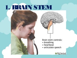 Parts of the brain | PPT