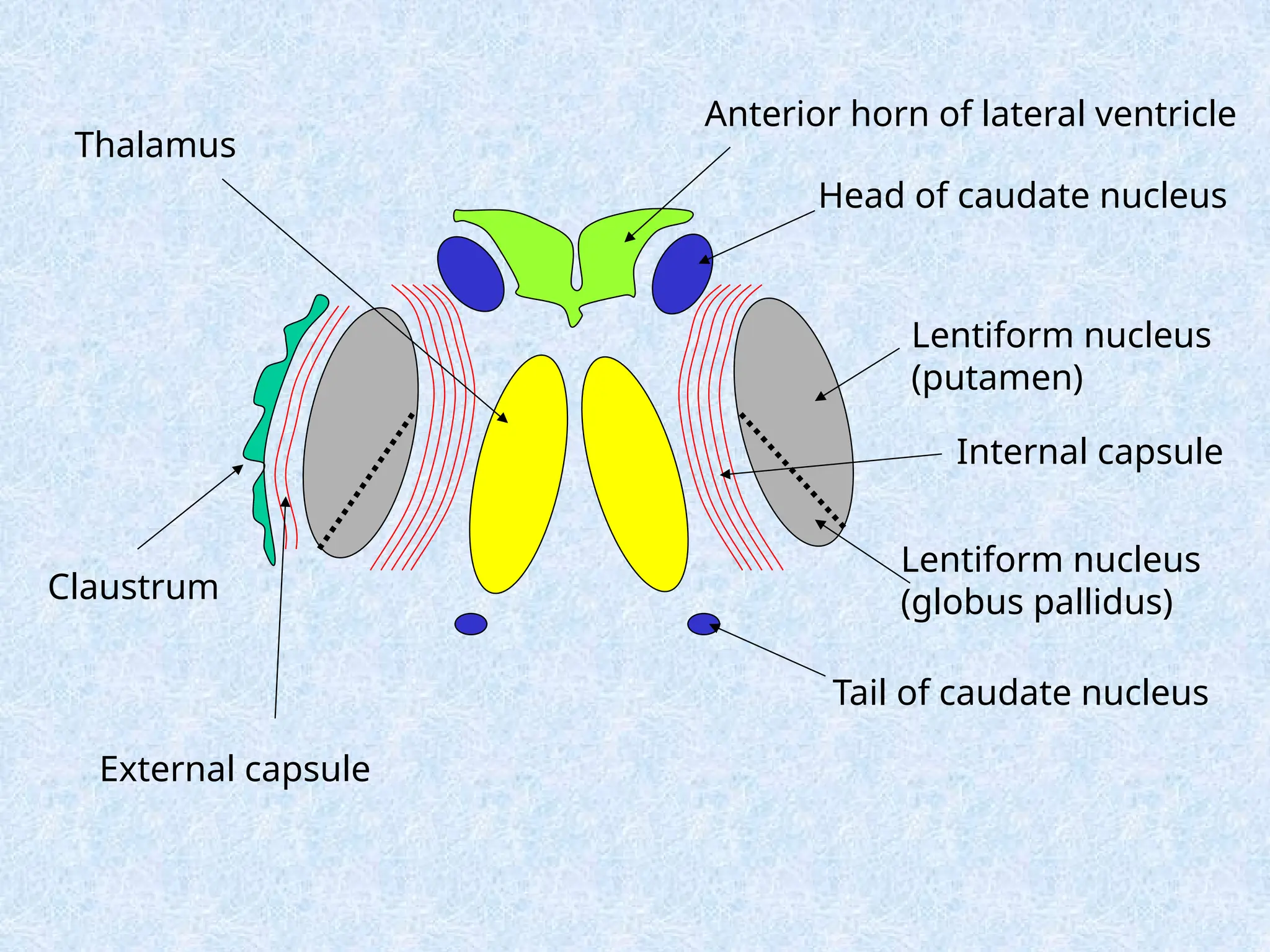 Parts of the brain and function and general features | PPSX