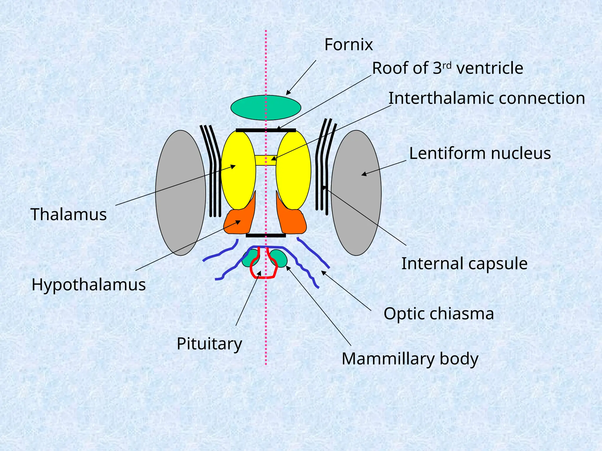 Parts of the brain and function and general features | PPSX