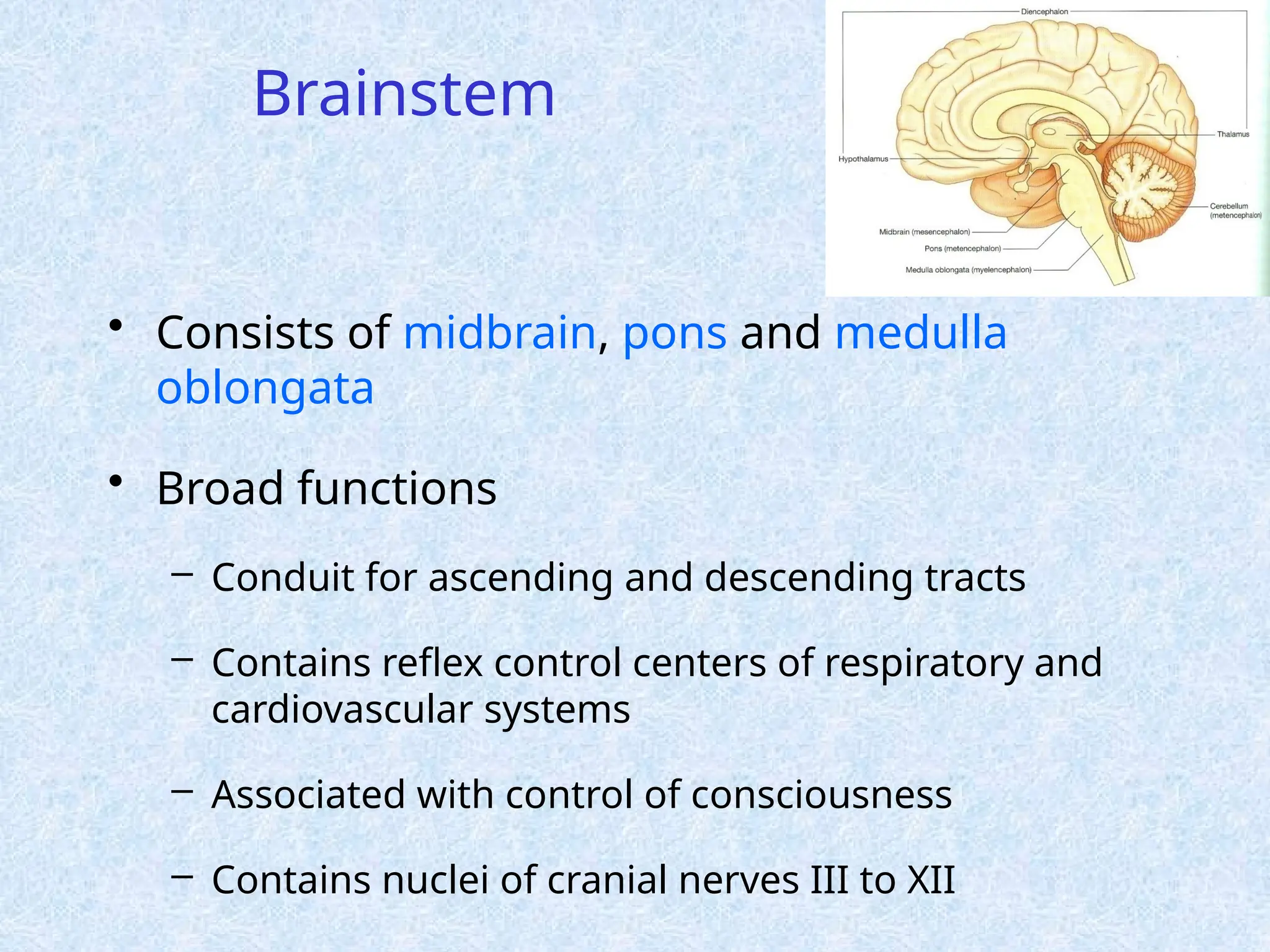 Parts of the brain and function and general features | PPSX