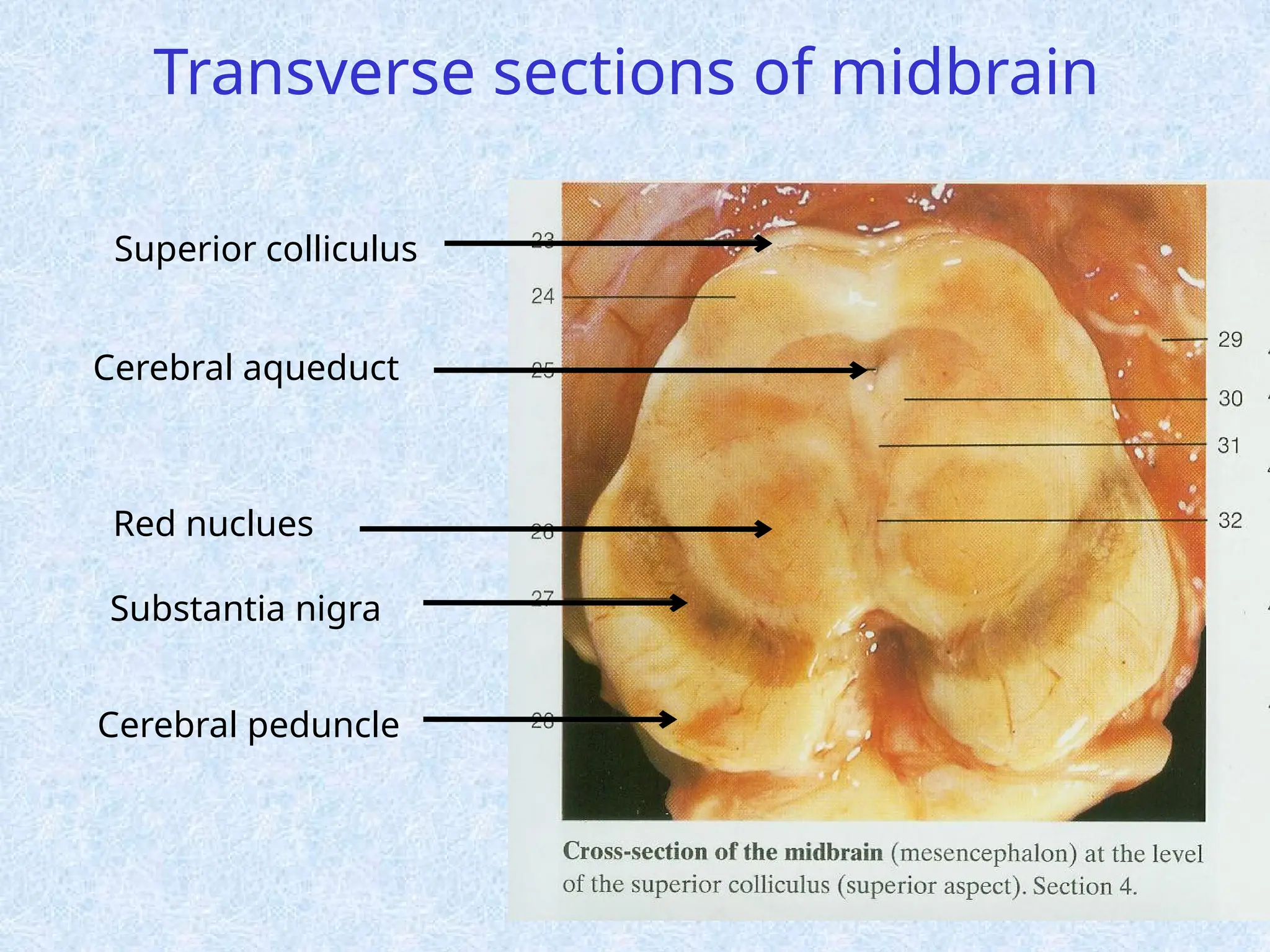 Parts of the brain and function and general features | PPSX
