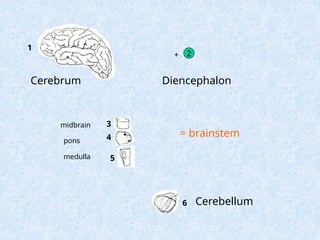 Parts of the brain and function and general features | PPSX