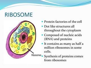 Parts of the cell | PPTX