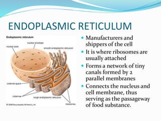 Parts of the cell | PPTX | Chemistry | Science