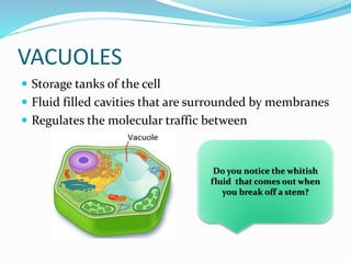 Parts of the cell | PPTX | Chemistry | Science