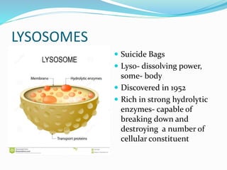Parts of the cell | PPTX | Chemistry | Science