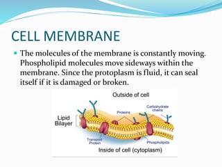 Parts of the cell | PPTX | Chemistry | Science