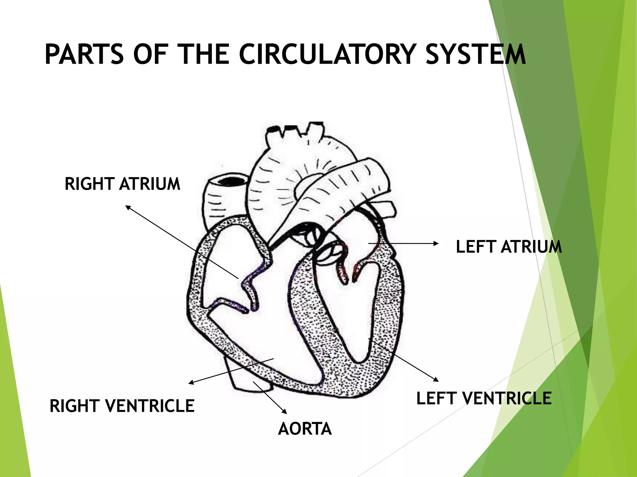 Parts of the circulatory system (day 1) | PPTX