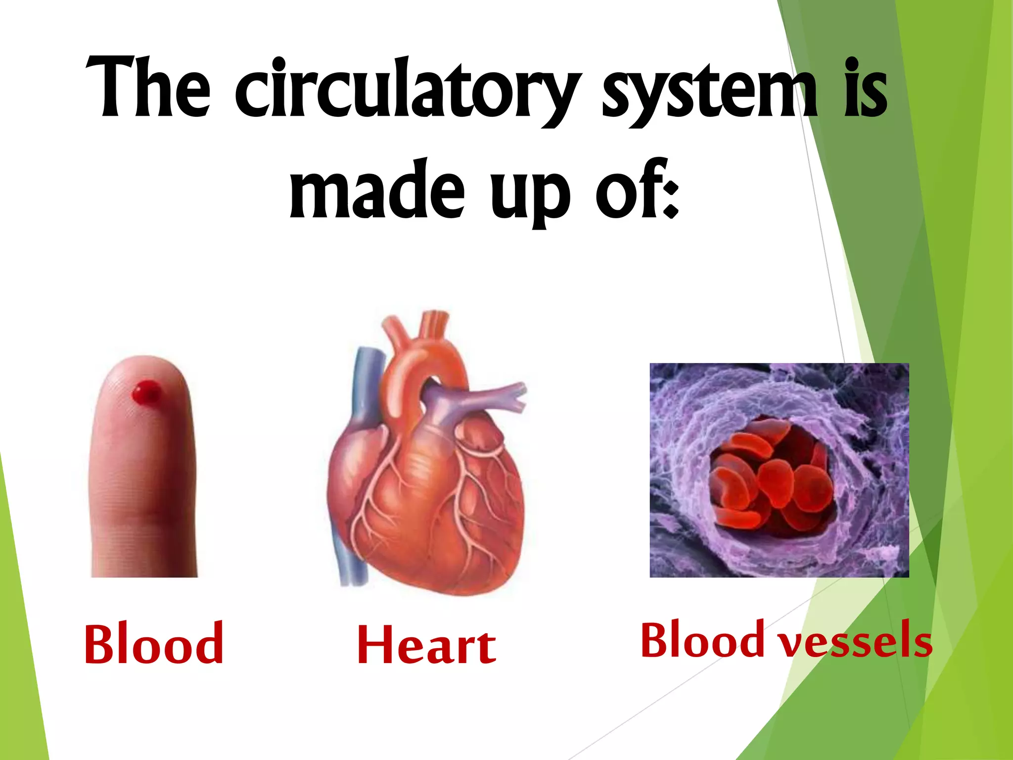 Parts of the circulatory system (day 1) | PPTX