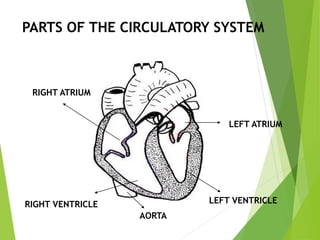 Parts of the circulatory system (day 1) | PPTX