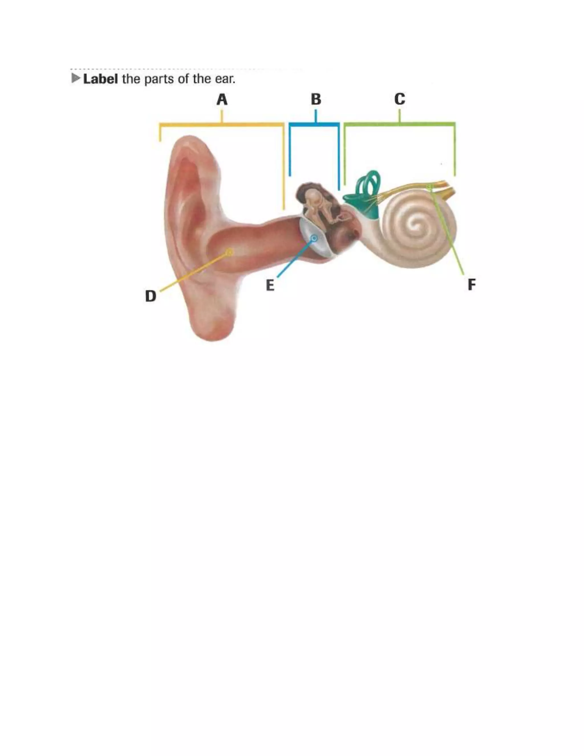 Parts of the ear.docx
