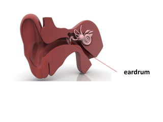 Parts of the ear for demo | PPTX | Ear, Nose and Throat Conditions ...