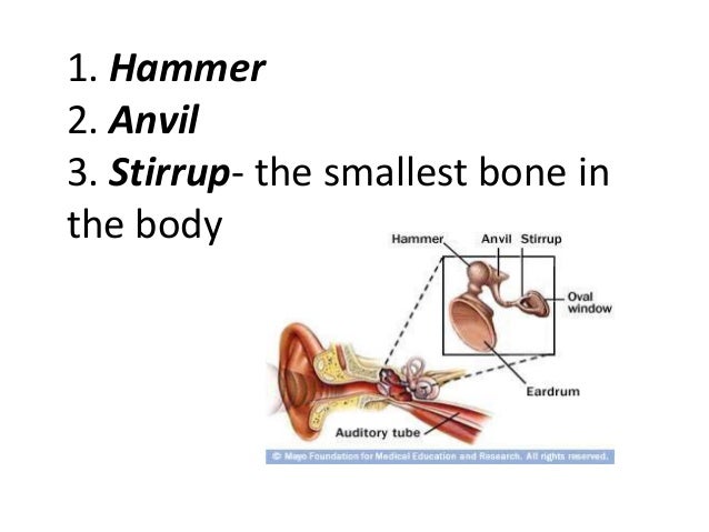 Parts of the ear for demo