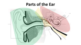 Parts of the Ear* | PPTX | Ear, Nose and Throat Conditions | Diseases ...