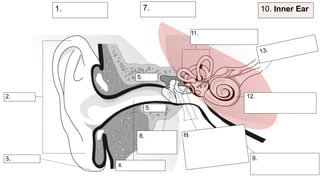 Parts of the Ear* | PPTX