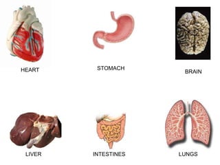Parts of the body | PPTX