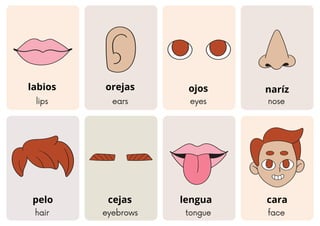 Parts of the Face - Spanish Vocabulary - Flashcards.pdf