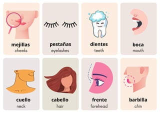 Parts of the Face - Spanish Vocabulary - Flashcards.pdf