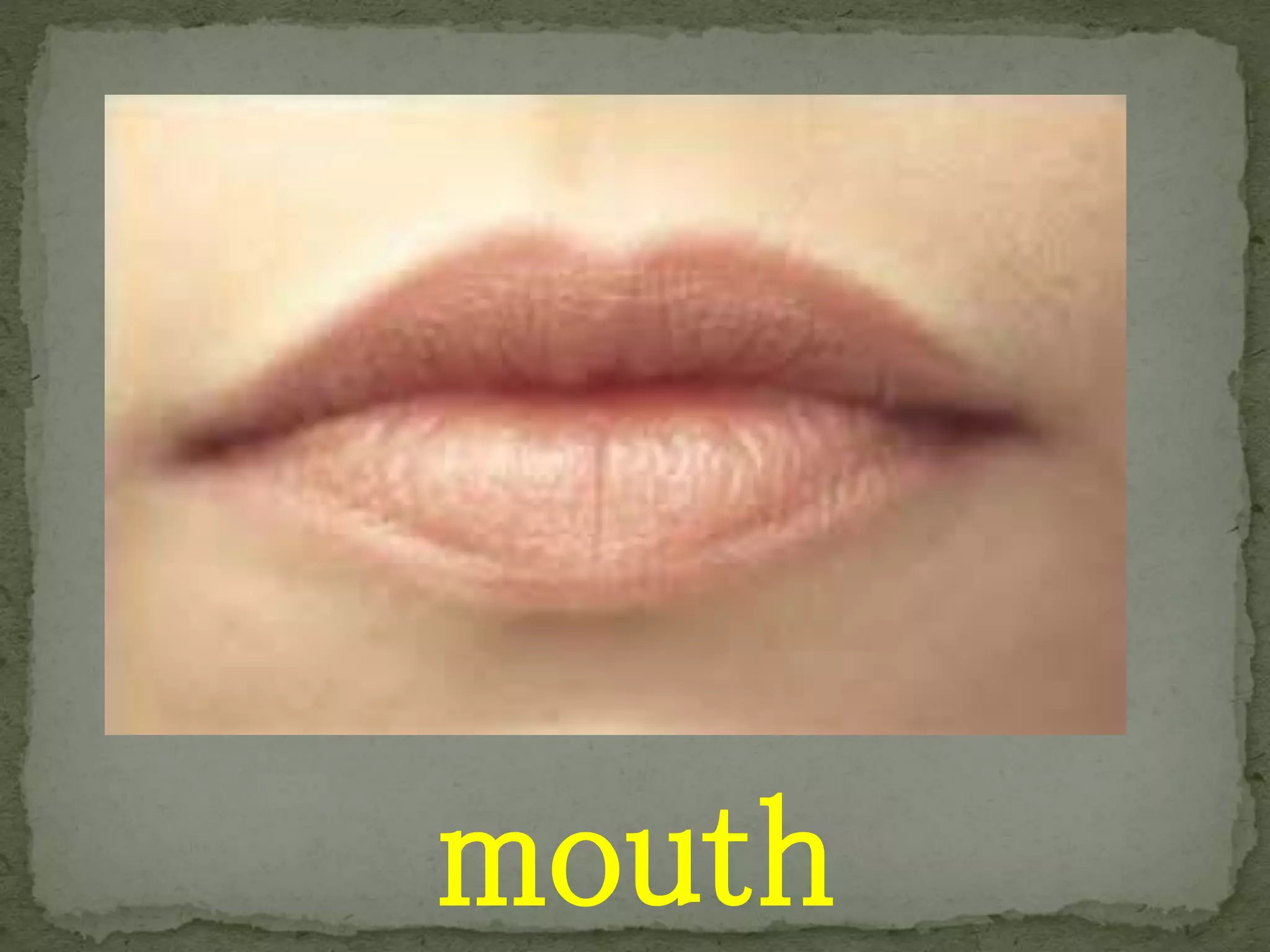 Parts of the face pp new program (1) | PPT