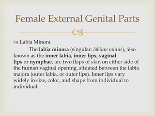 Parts of the female reprodutive system | PPTX