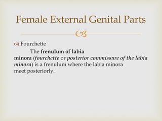 Parts of the female reprodutive system | PPT