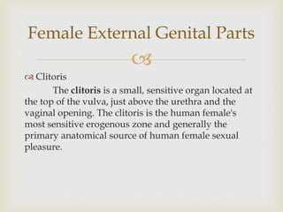 Parts of the female reprodutive system | PPTX