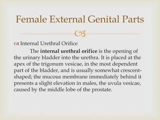 Parts of the female reprodutive system | PPTX