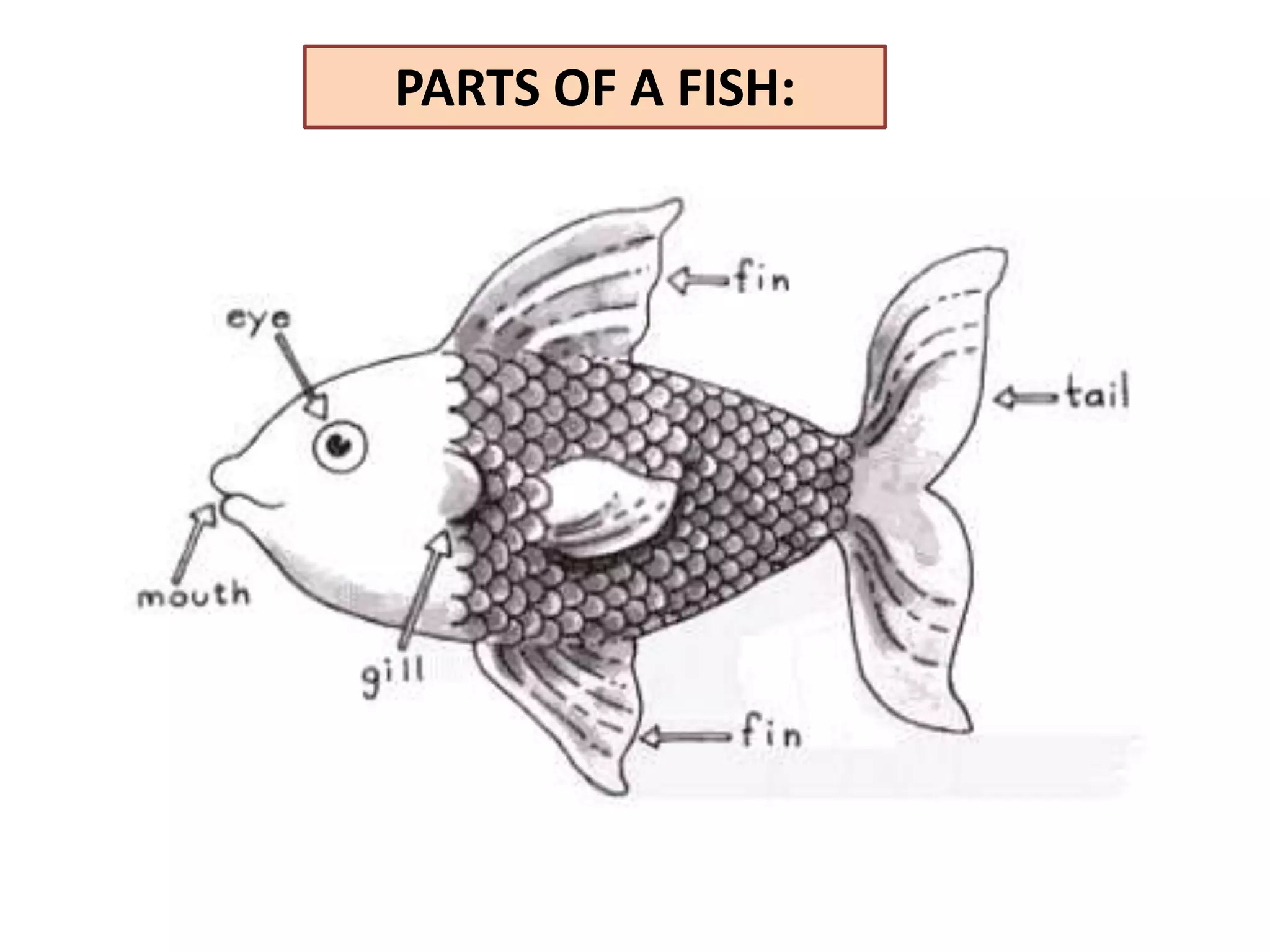 Parts of the fish | PPTX