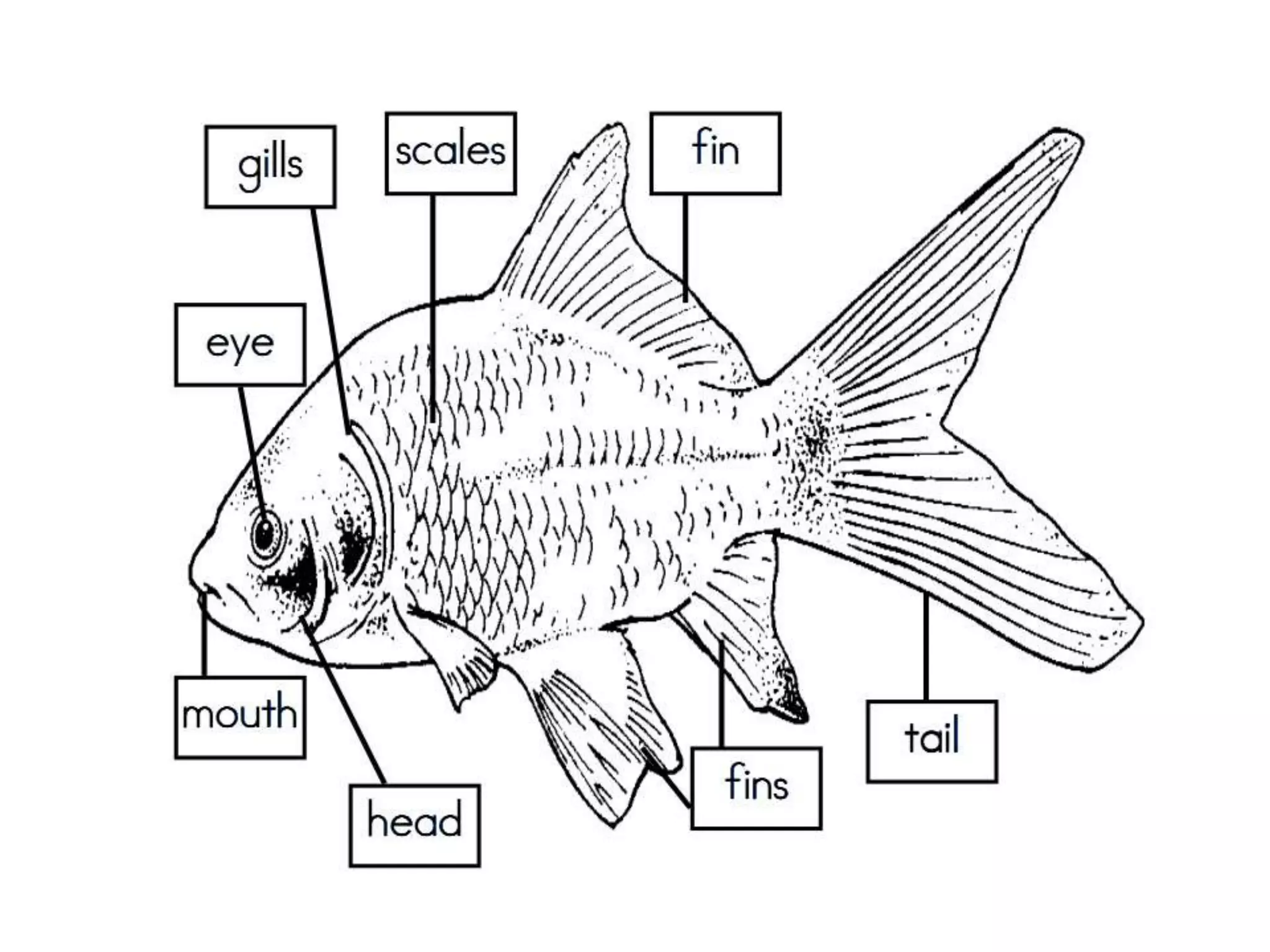 Parts of the fish | PPTX
