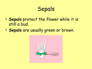 PARTS OF THE FLOWER | PPT | Flower Shopping | Shopping