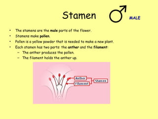 PARTS OF THE FLOWER | PPT