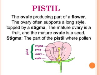 partsoftheflower-160715111306.pdfhhhhhhhh | PDF