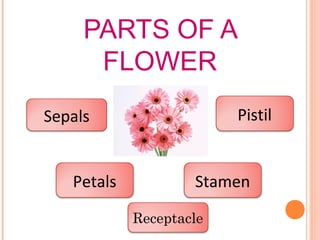 Parts of the flower | PPT