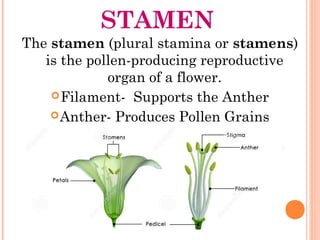 Parts of the flower | PPT