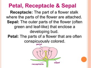 Parts of the flower | PPT
