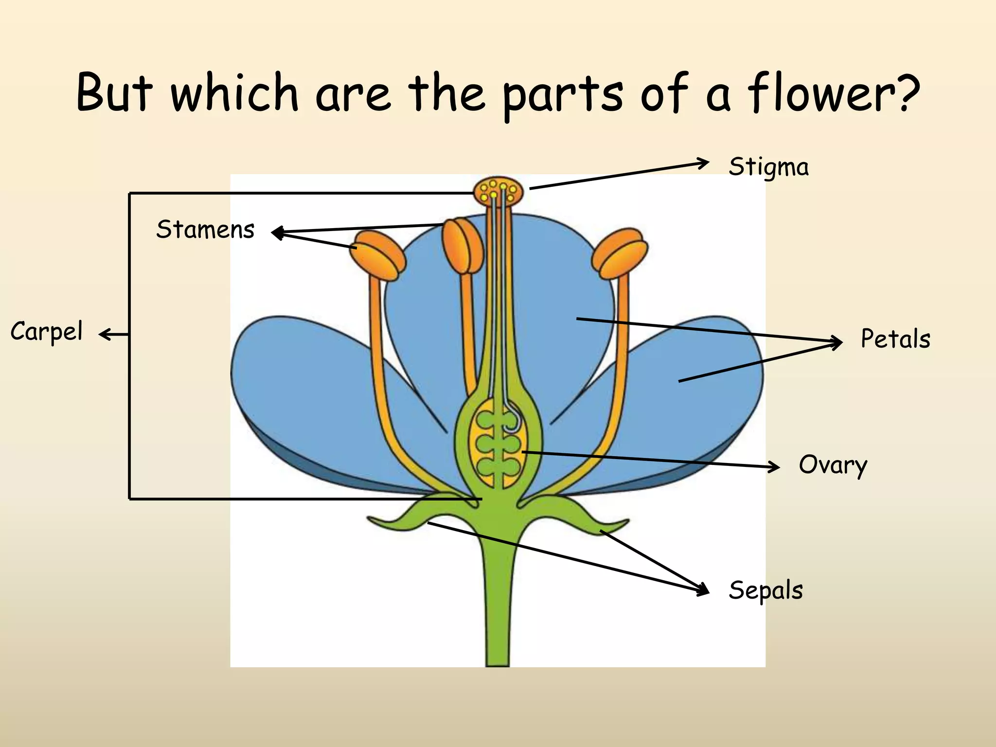 Parts of the flower | PPT