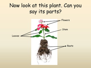Parts of the flower | PPT