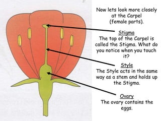 Parts of the flower.200775605xyzxysjshsjd | PPT