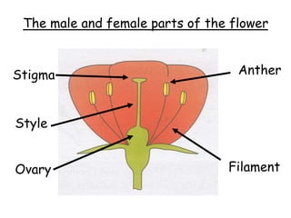 Parts of the flower.200775605xyzxysjshsjd | PPT