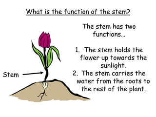 Parts of the flower.200775605xyzxysjshsjd | PPT