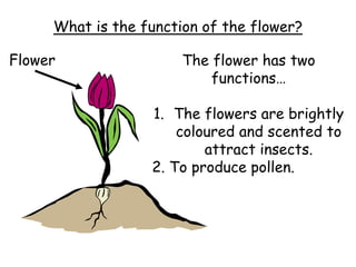 Parts of the flower.200775605xyzxysjshsjd | PPT