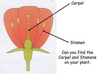Parts of the flower.200775605xyzxysjshsjd | PPT