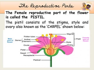 Parts Of The Flower Lesson | PPT