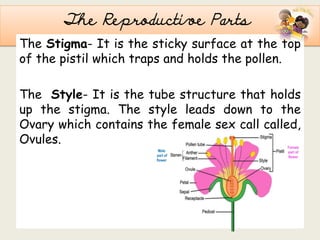 Parts Of The Flower Lesson | PDF
