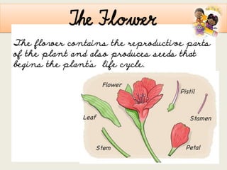 Parts Of The Flower Lesson | PDF