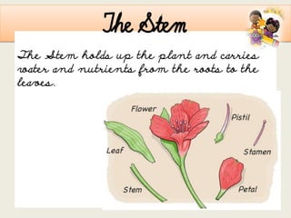 Parts Of The Flower Lesson | PPT