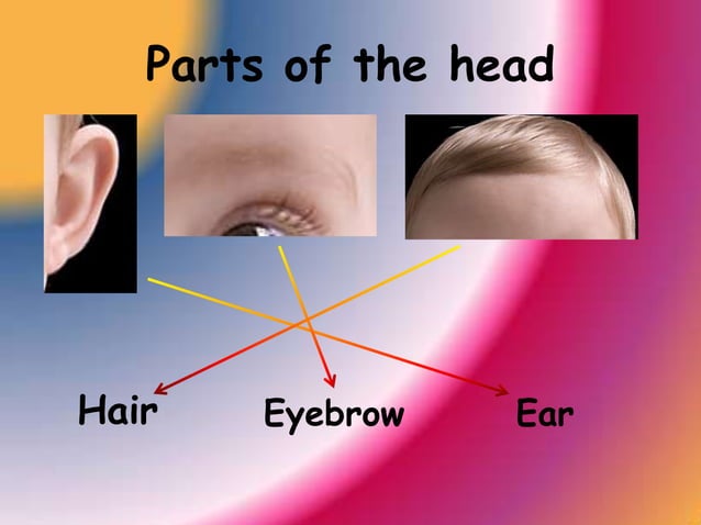 Parts Of The Head | PPT